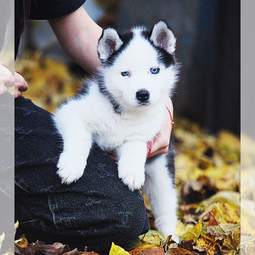 Сибирский хаски, щенок