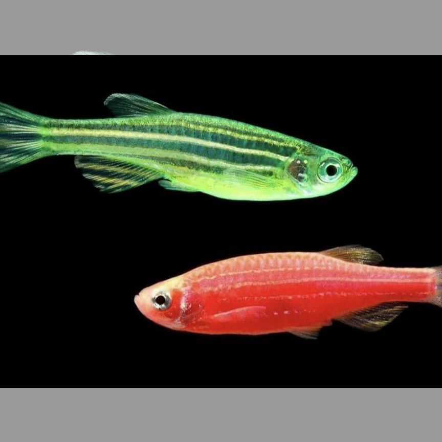 Отдам излишки данио 3шт