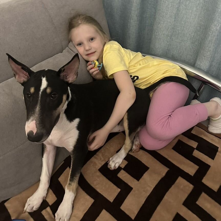 Бультерьер, щенок