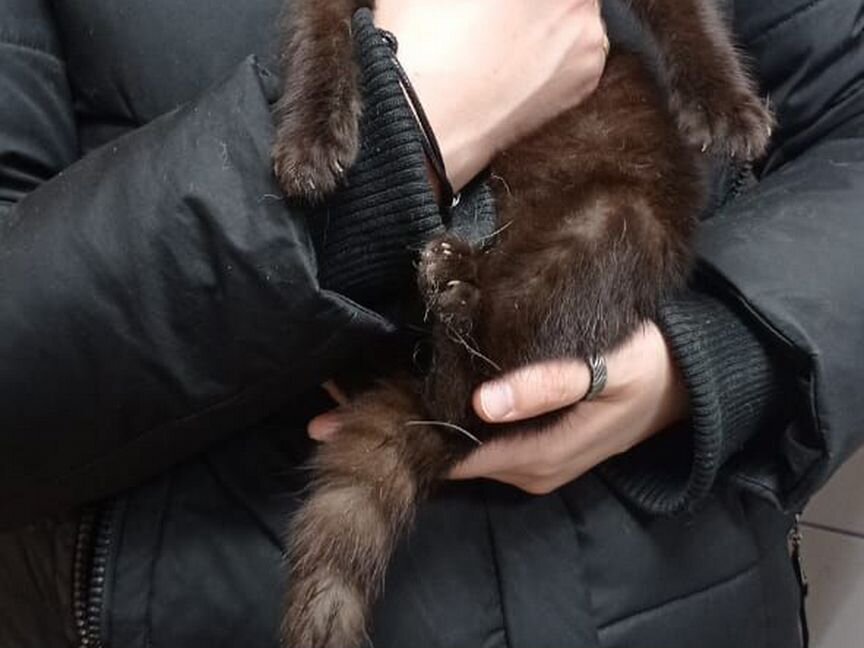 Котята девочки в добрые руки