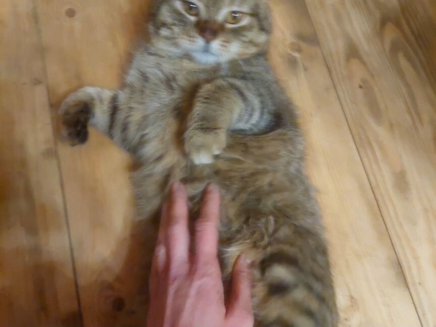 Кот Компот