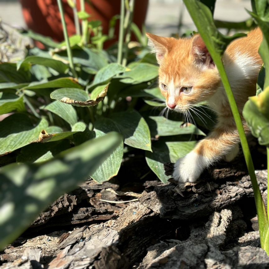 Котята девочки