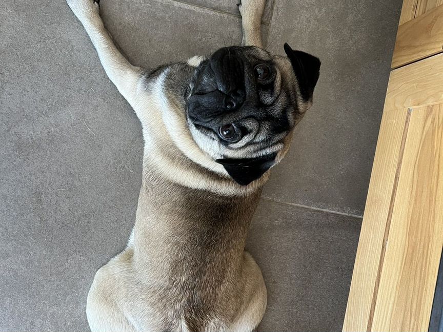 Вязка случка мопса