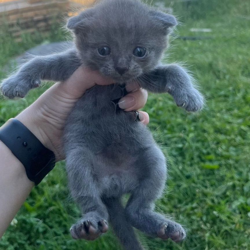 Шотландский вислоухий короткошёрстный котёнок
