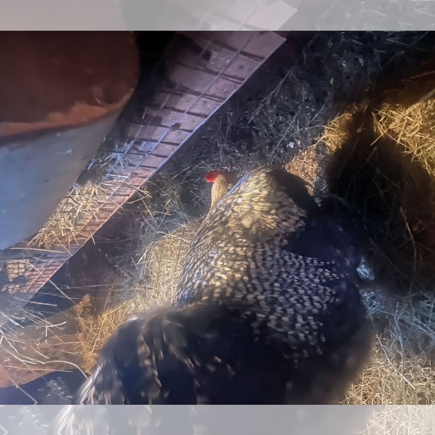 Петух 5 месяцев