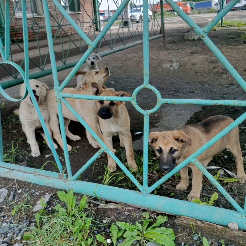 Возьмите в добрые руки щенка