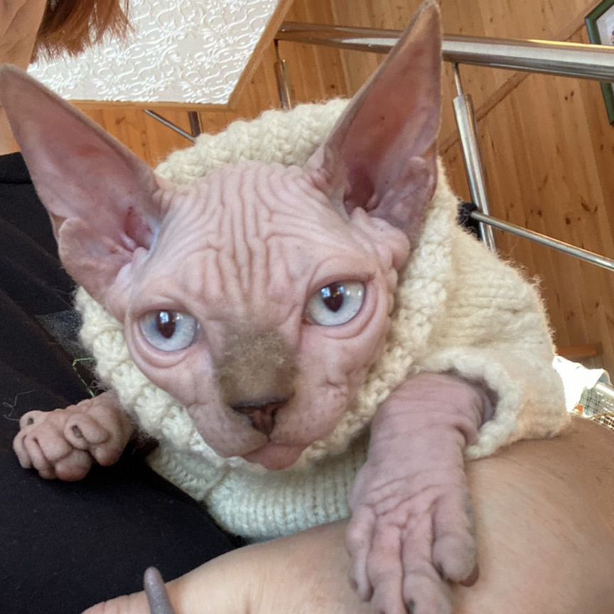 Канадский сфинкс котёнок