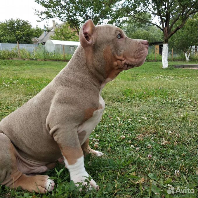 Американский булли classic