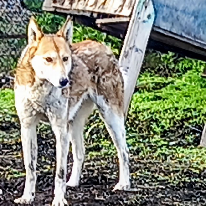 Западносибирская лайка, взрослая собака
