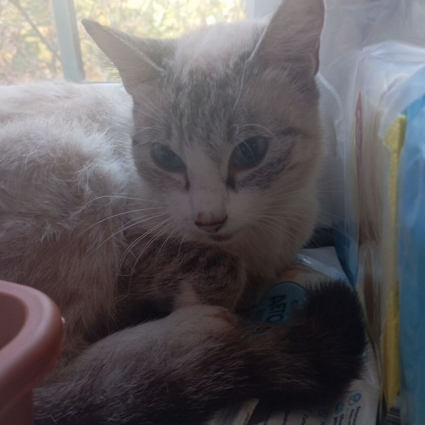 Потеряшки кошки