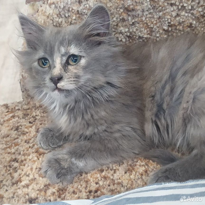 Котенок в добрые руки
