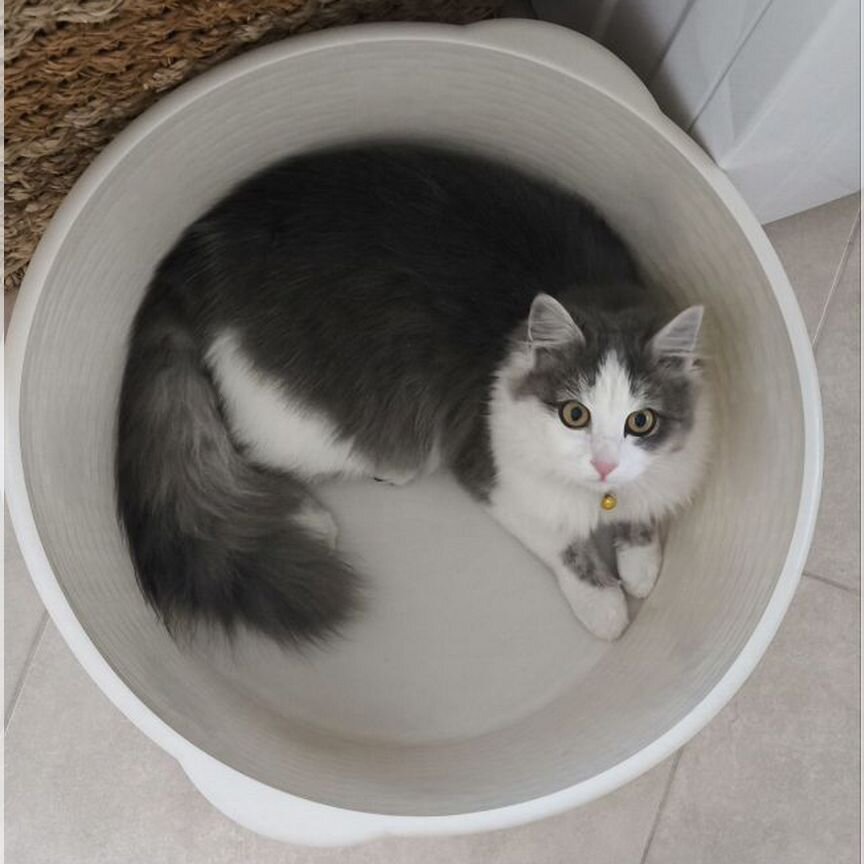 Кошечка