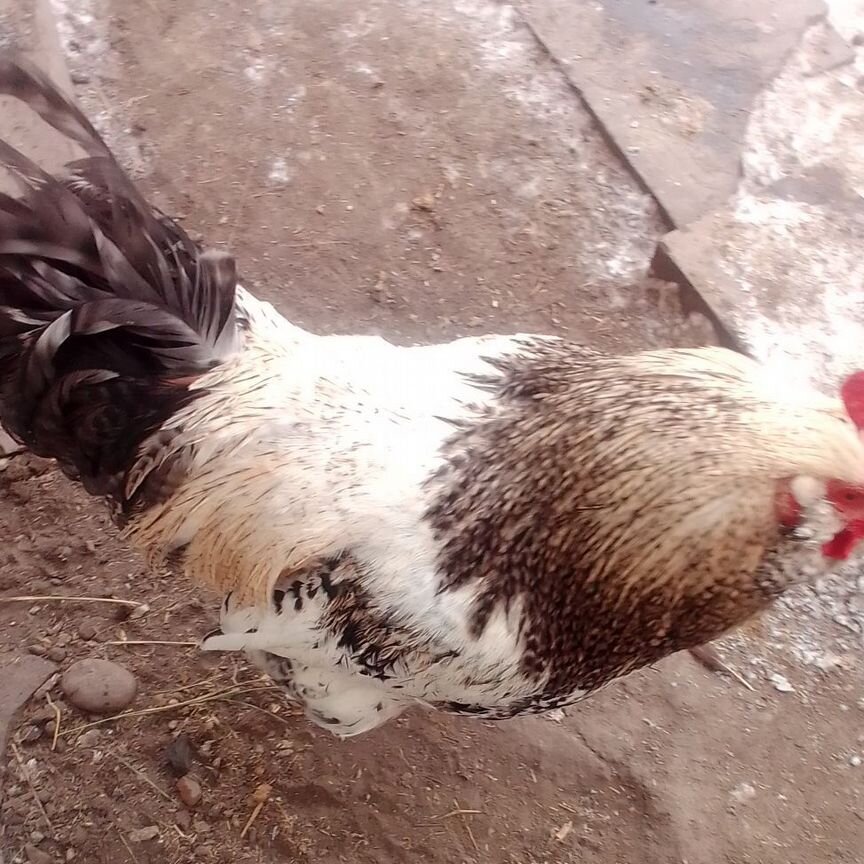 Животное петух