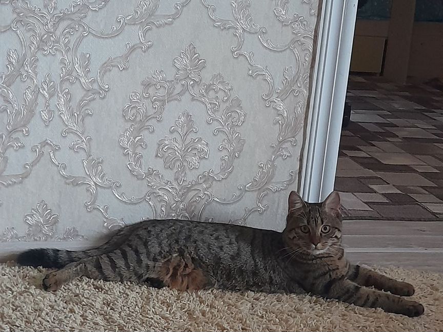 Котик в добрые руки