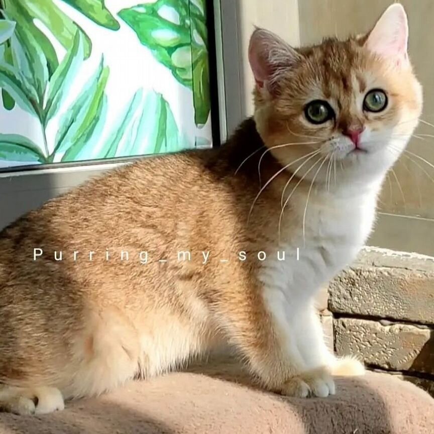 Британский короткошёрстный котёнок