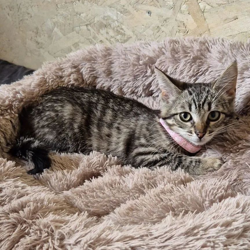 Курильский бобтейл длинношёрстный котёнок