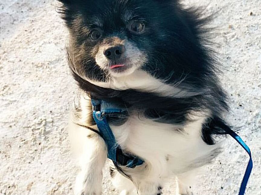 Шпиц, 6 лет, кобель