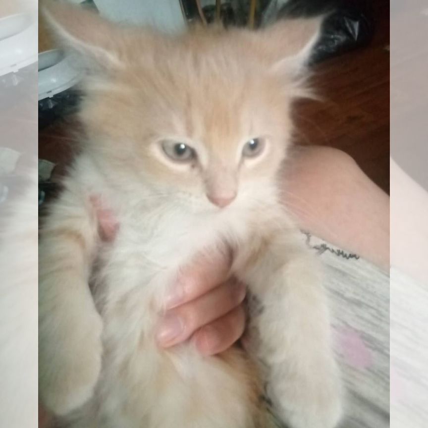 Котёнок в добрые руки