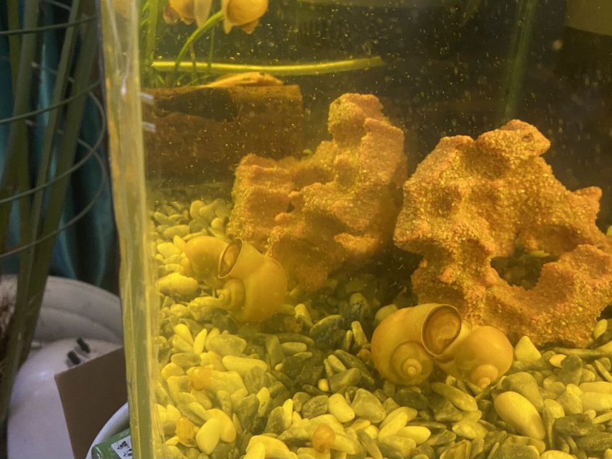 Улитки ампулярии