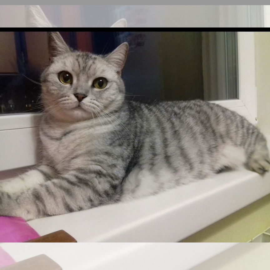 Британская короткошёрстная, взрослая кошка