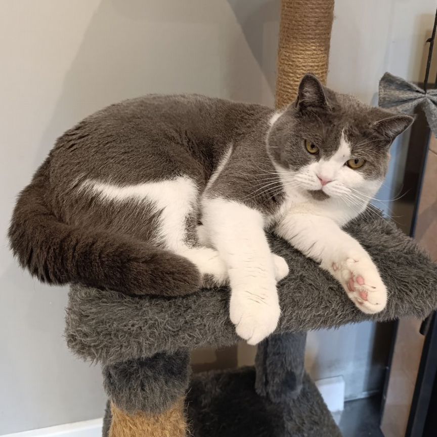 Британский короткошёрстный, взрослый кот