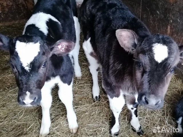 Бычки телята