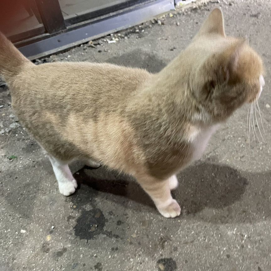 Найдена кошка