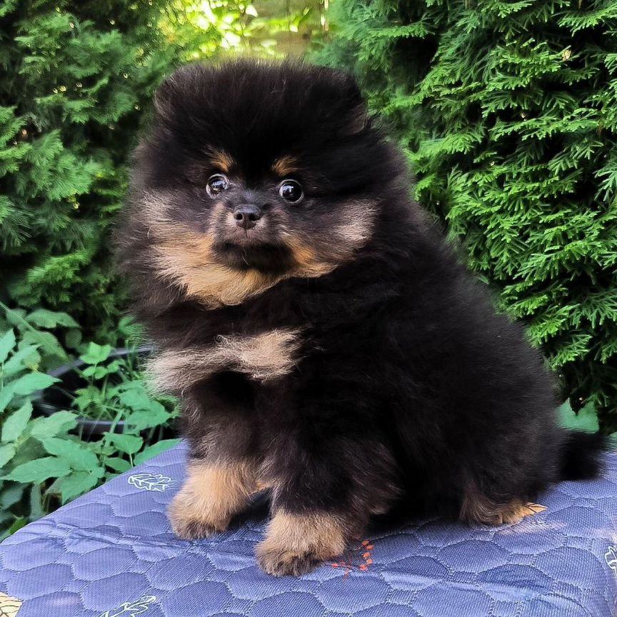 Шпиц померанский черный с подпалом