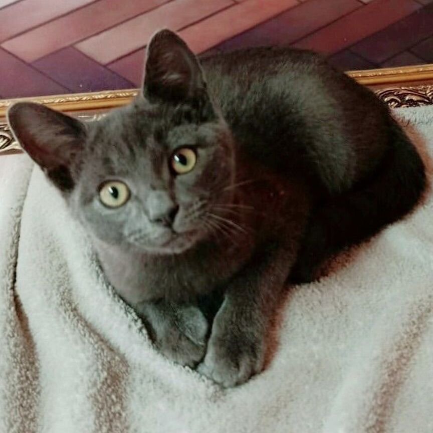 Ласковый котенок (дымчатый окрас, мальчик)