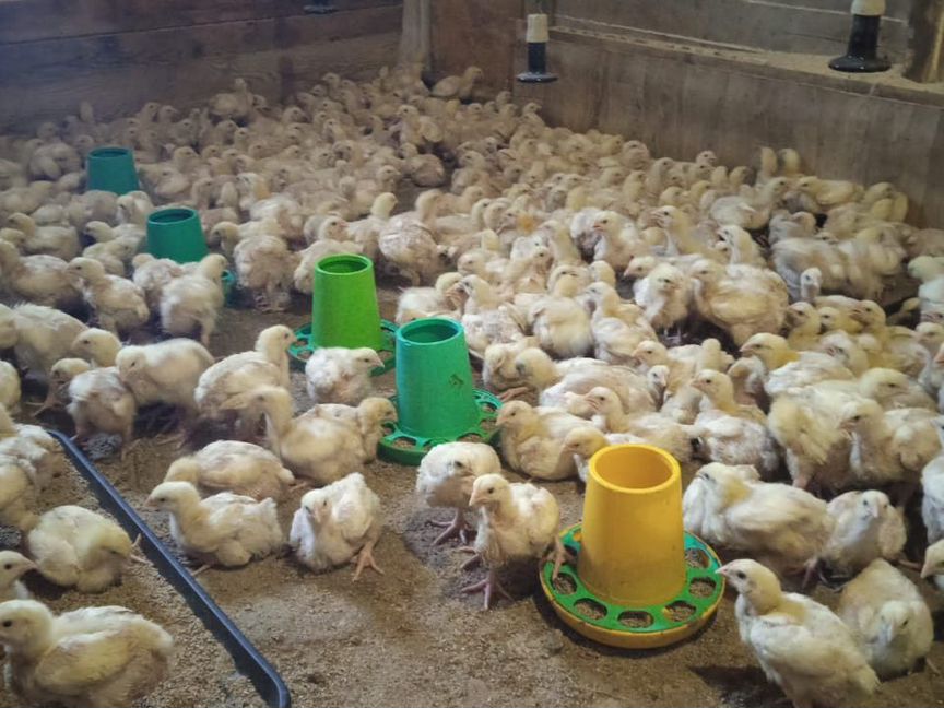 Подрощенные цыплята бройлера