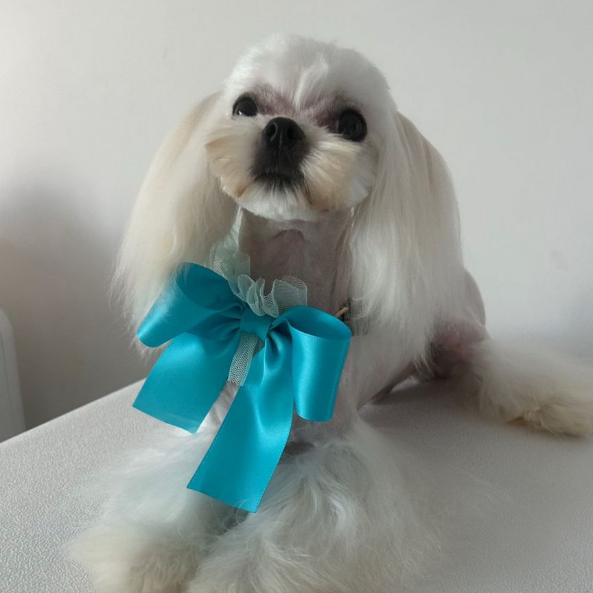 Мальчик мальтезе в любимцы