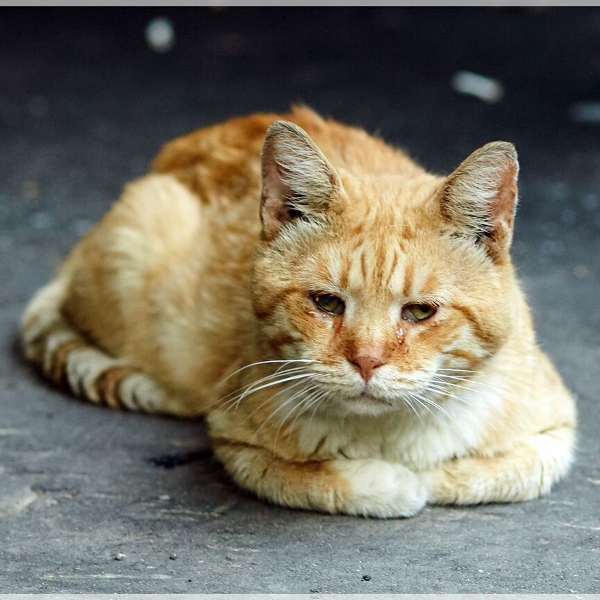 Старенький кот в беде