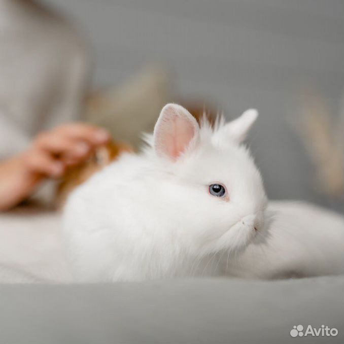 Королевский карликовый кролик - очень редкий