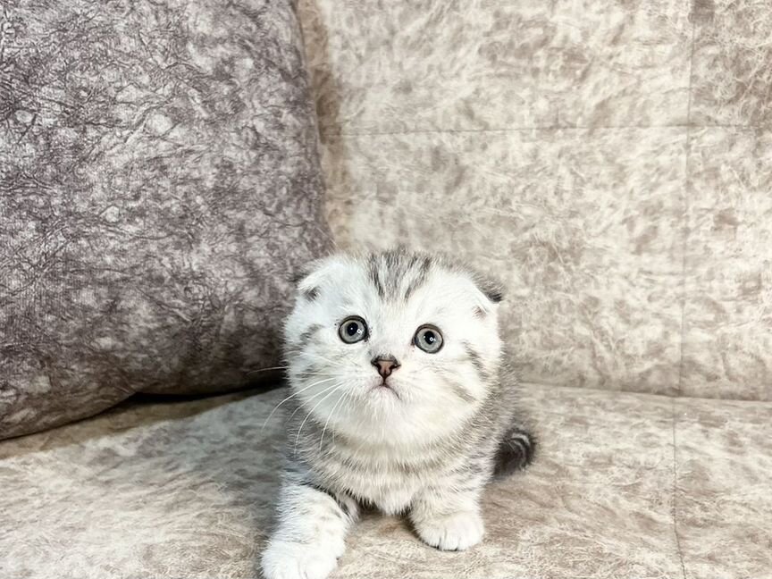 Шотландские вислоухие и прямоухие котята