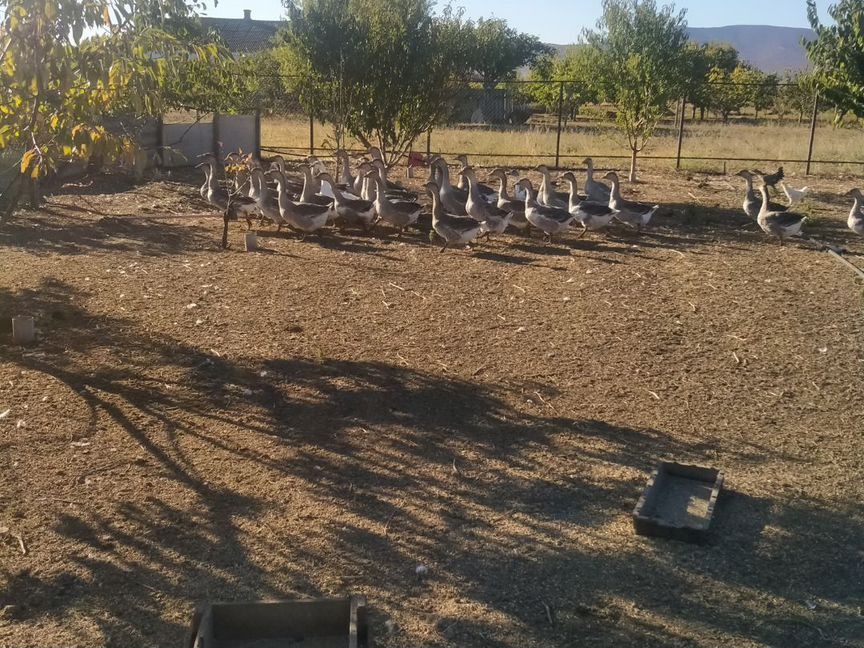 Холмогорские гуси