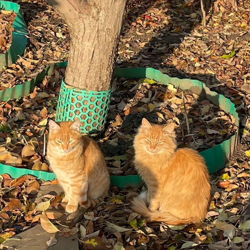 Котята подростки