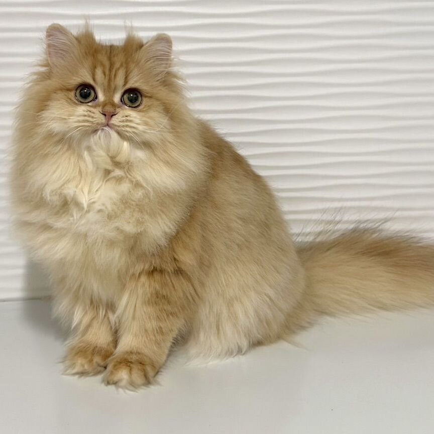 Британская золотая шиншилла