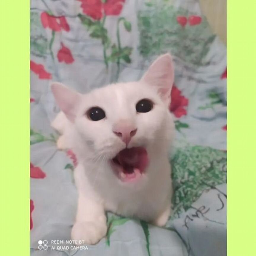 Белый глухой котик