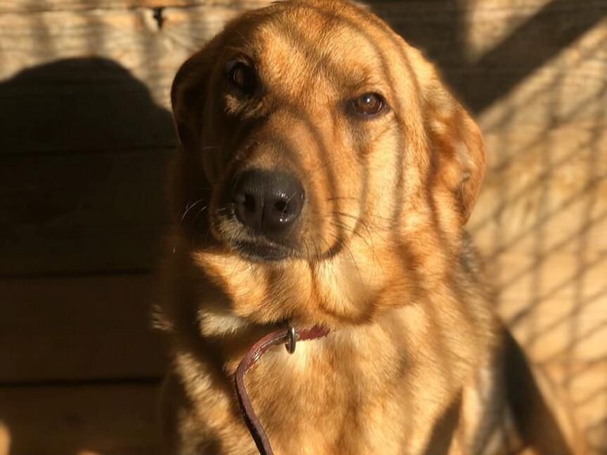 Наворачиваются слёзы, она должна быть домашней