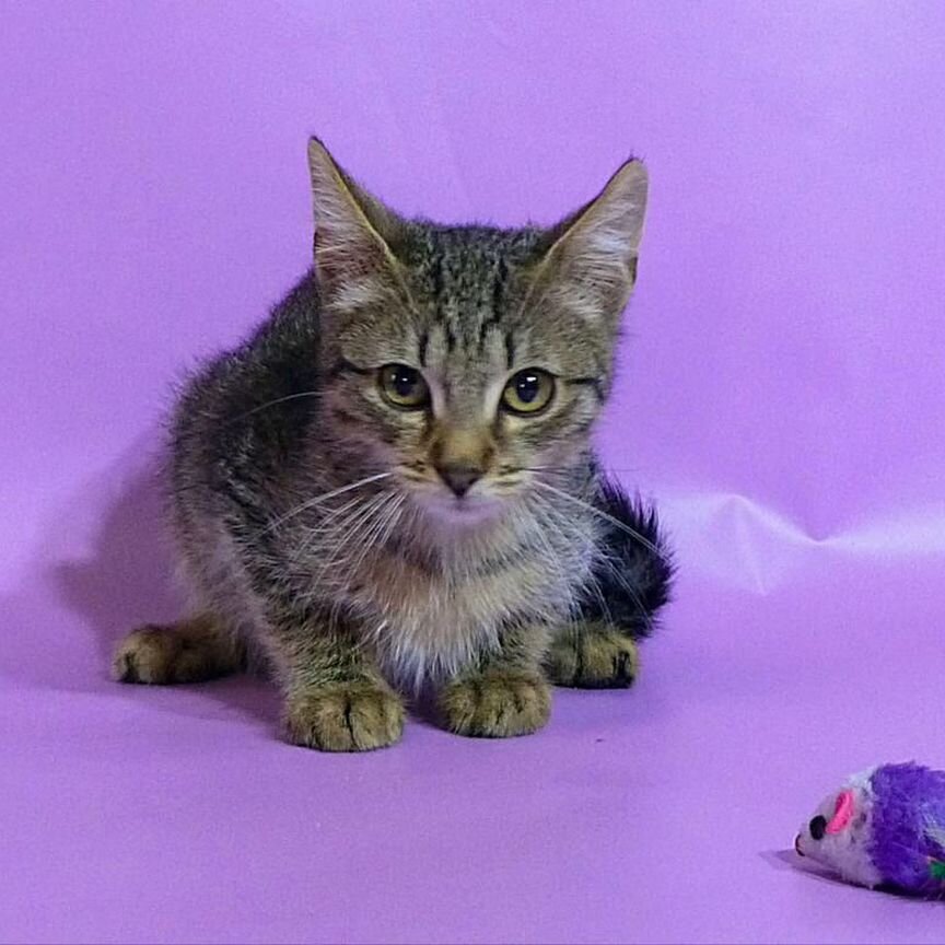Котенок Туесок