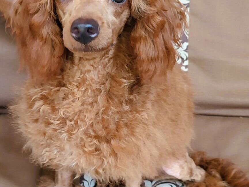 Пудель красный