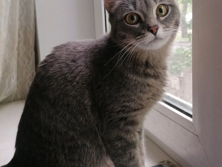 Кошечка Майя