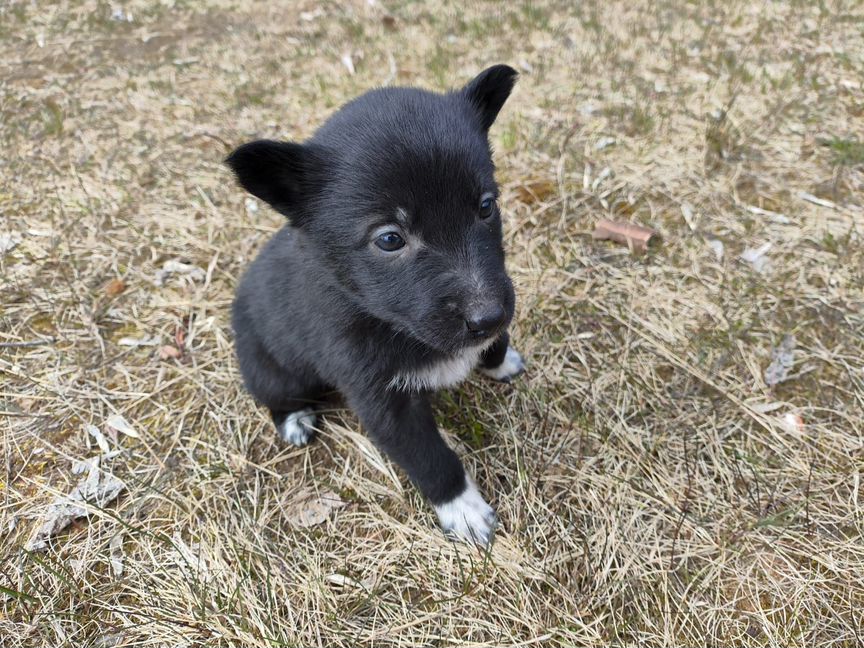 Щенок в добрые руки