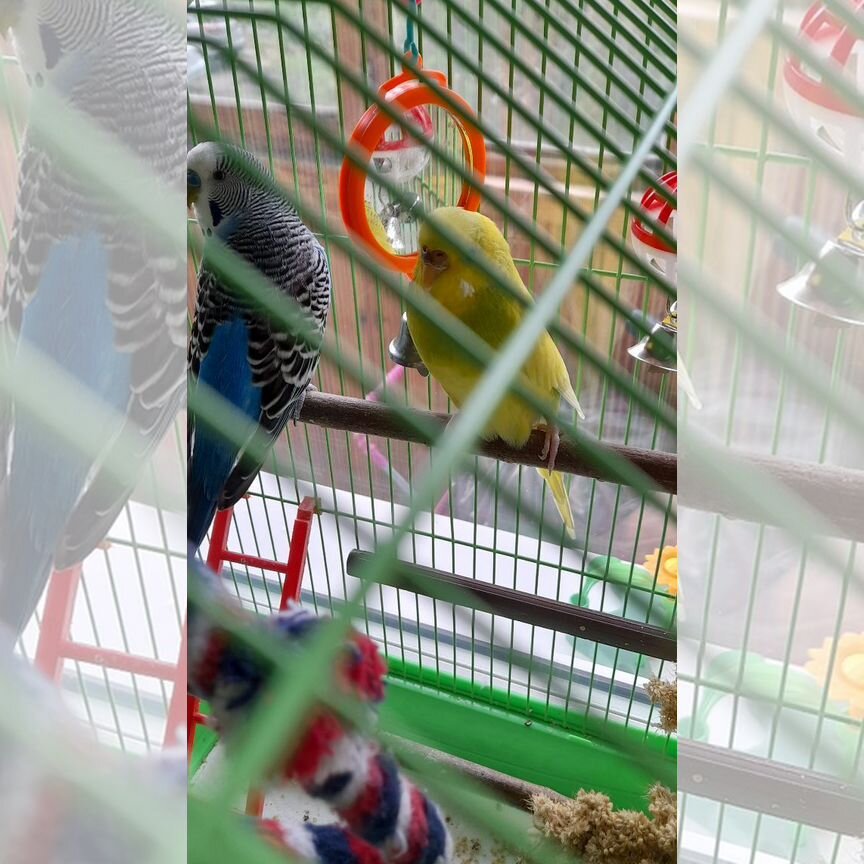 Волнистый попугай с клеткой