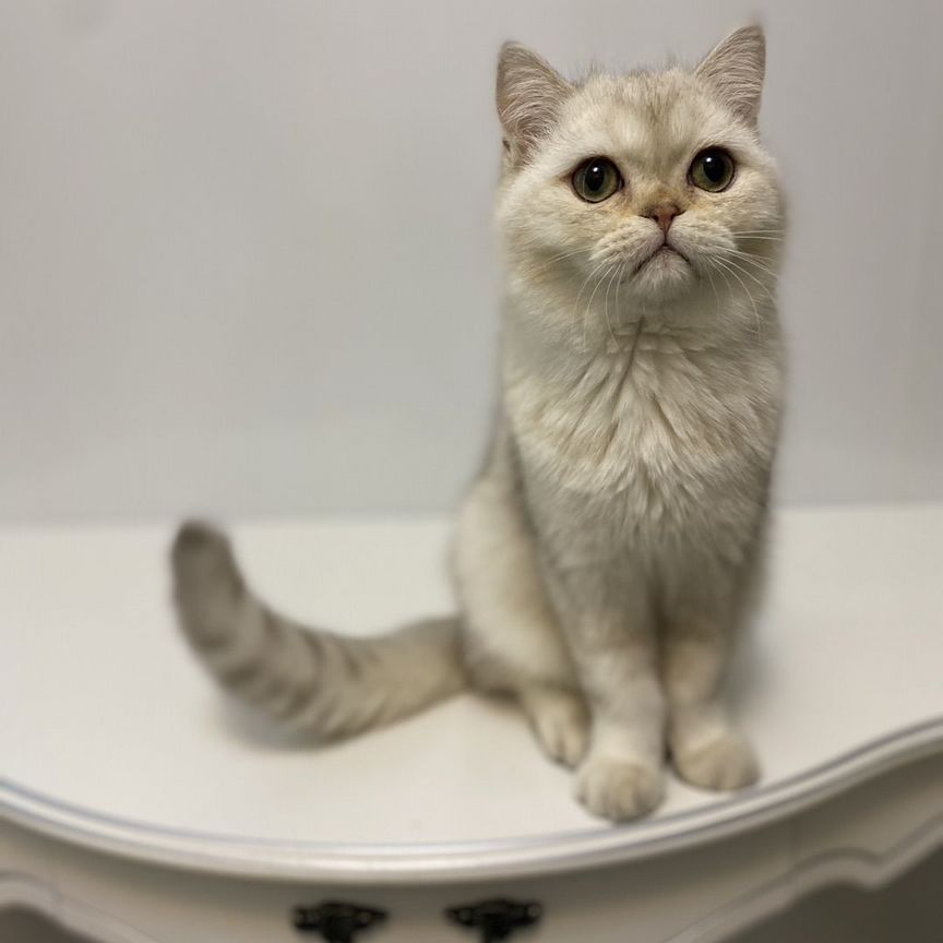 Шотландский кот
