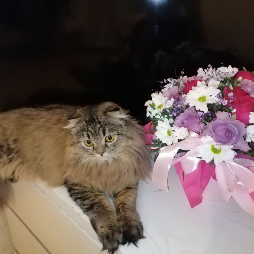 Вязка Шотландской кошки