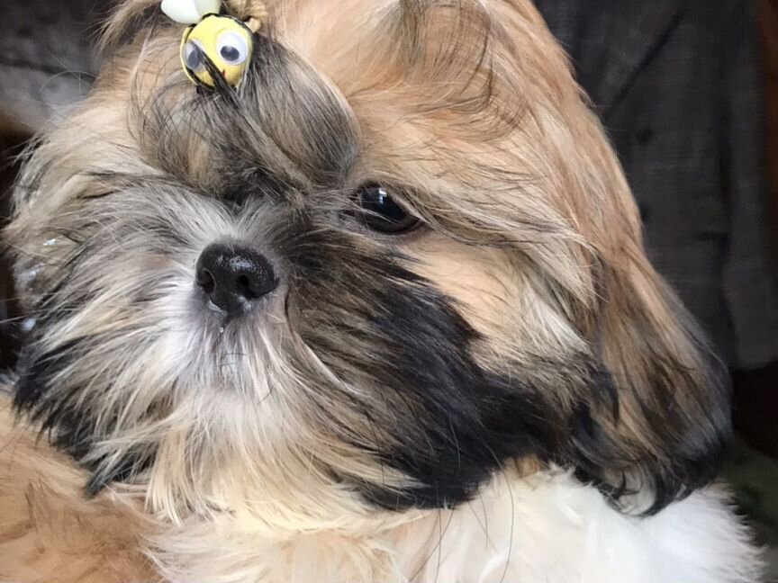 Щенки ши-тцу