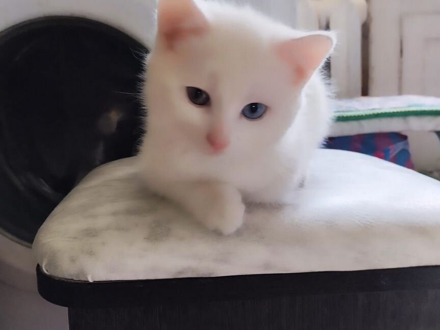 Кошка турецкая ангора