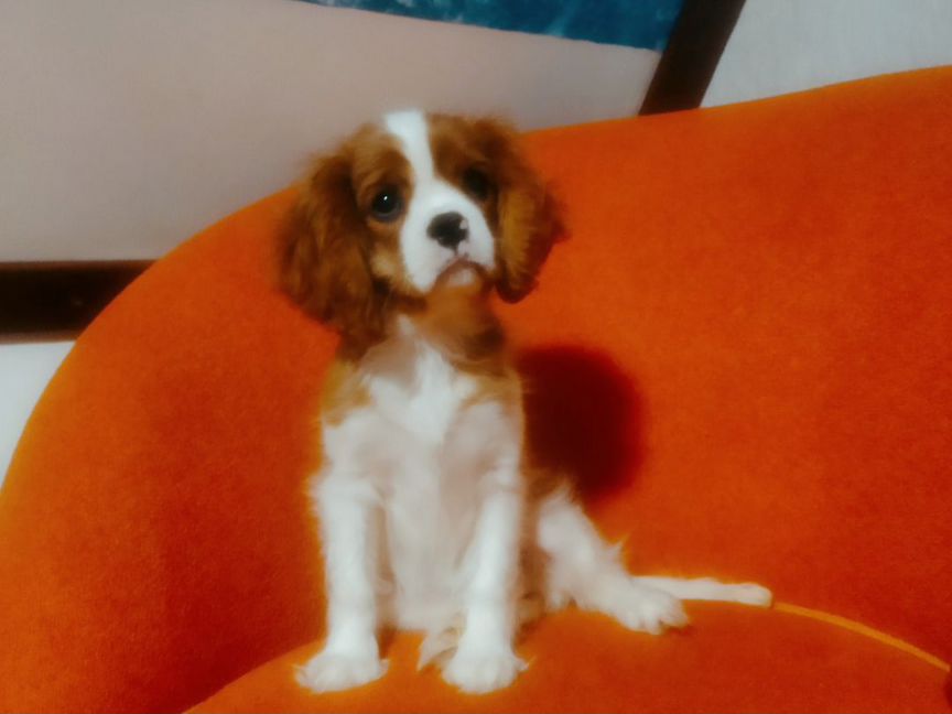 Кавалерчики щенки РКФ