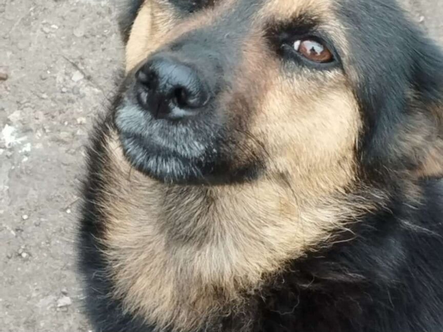 Собака в добрые руки